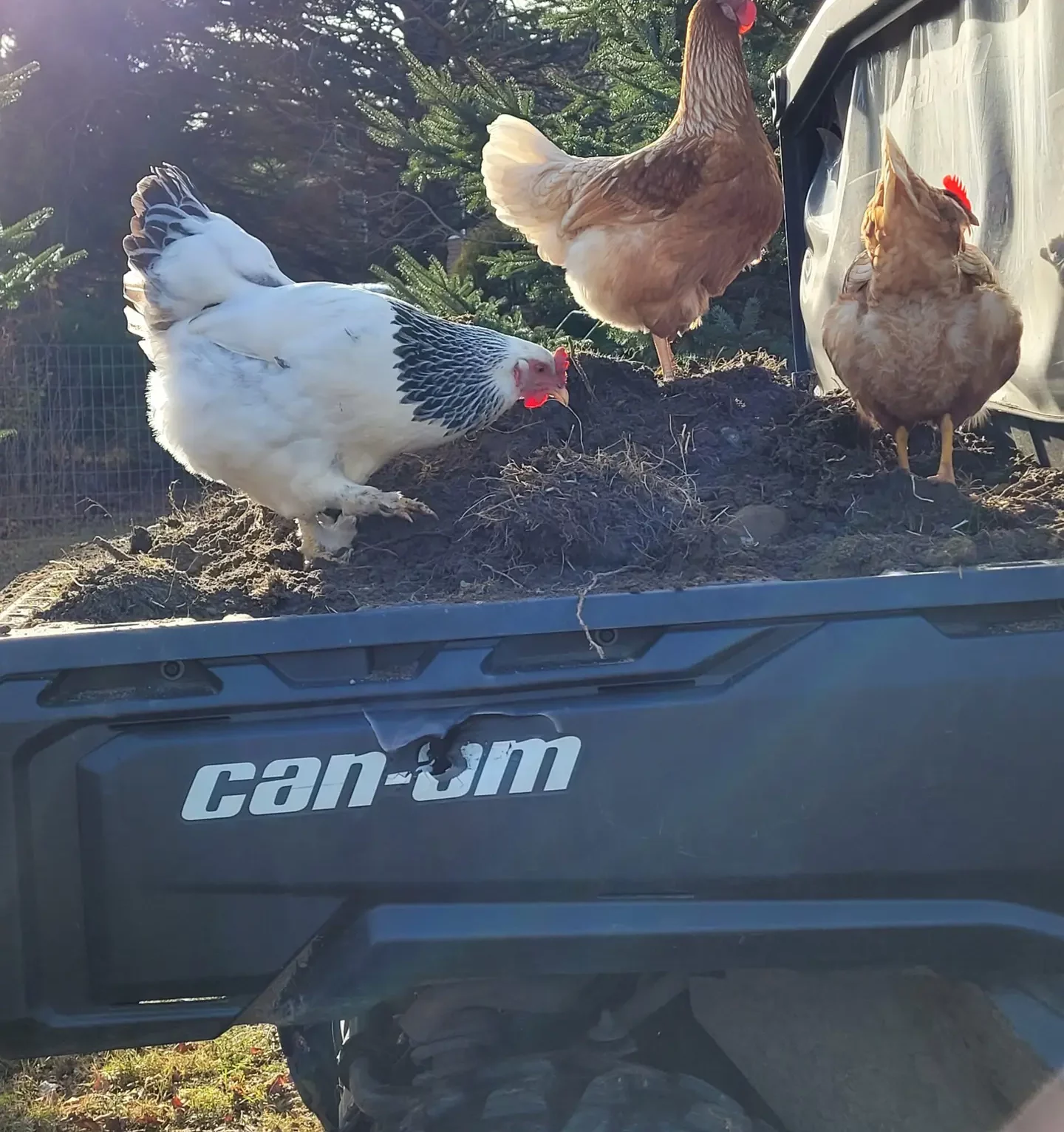 Cole Mountain Farm | Near the Greylock Glen (Adams, MA)